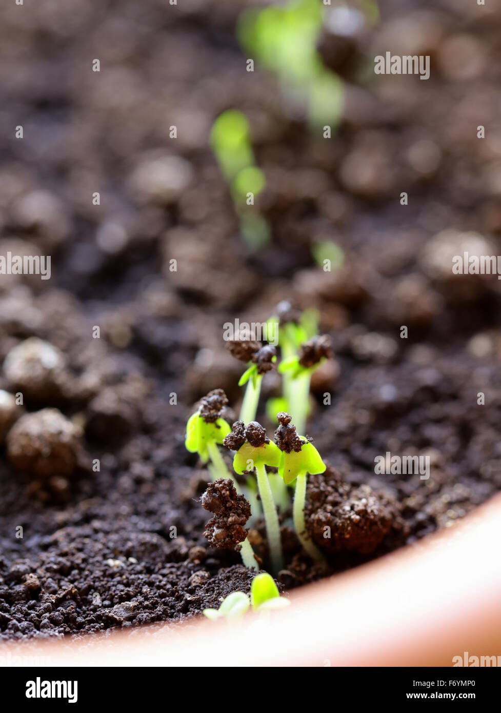 From Small Shoots High Resolution Stock Photography and Images - Alamy