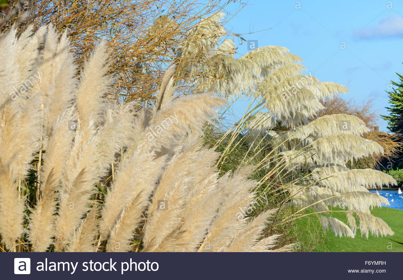 Pampas Grass High Resolution Stock Photography and Images - Alamy