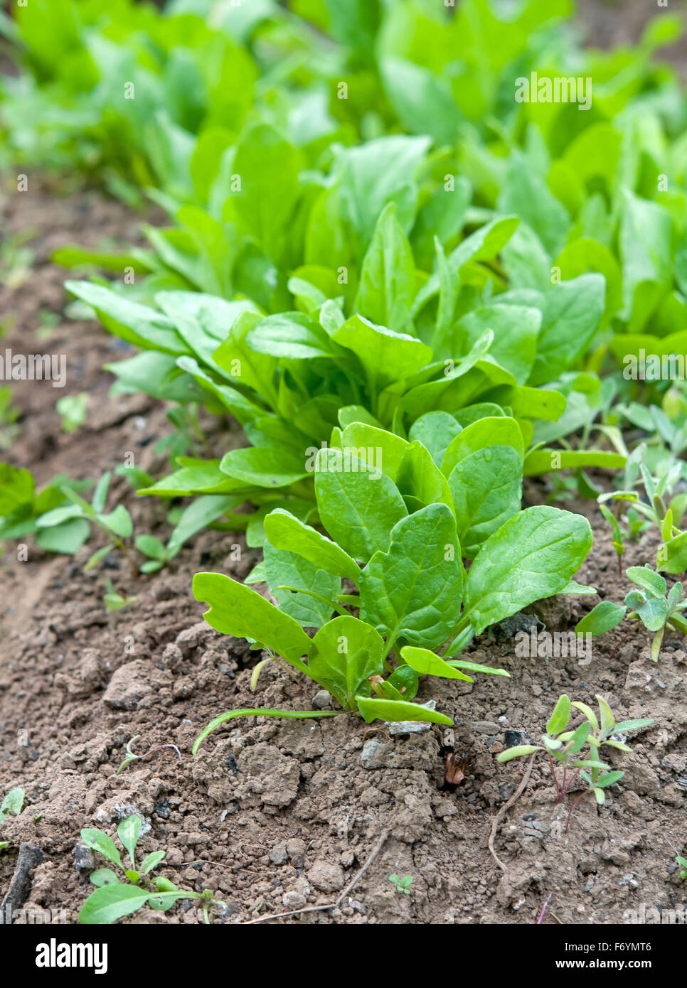 Growing spinach rocket hi-res stock photography and images - Alamy