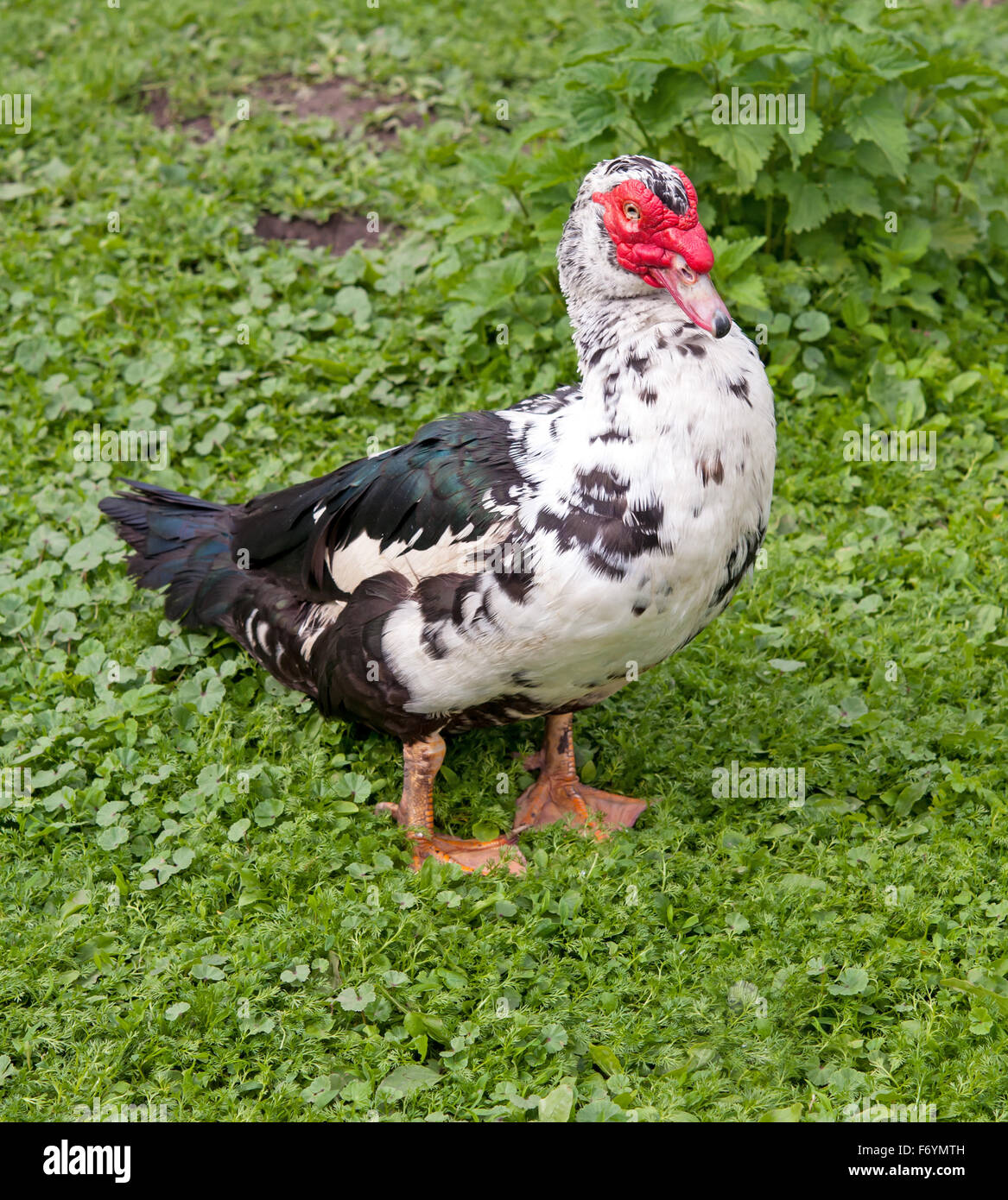 Female muscovy duck hi-res stock photography and images - Alamy