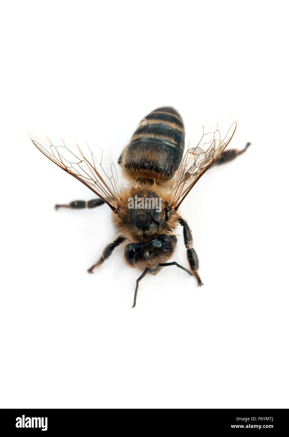 bee isolated on white background Stock Photo - Alamy