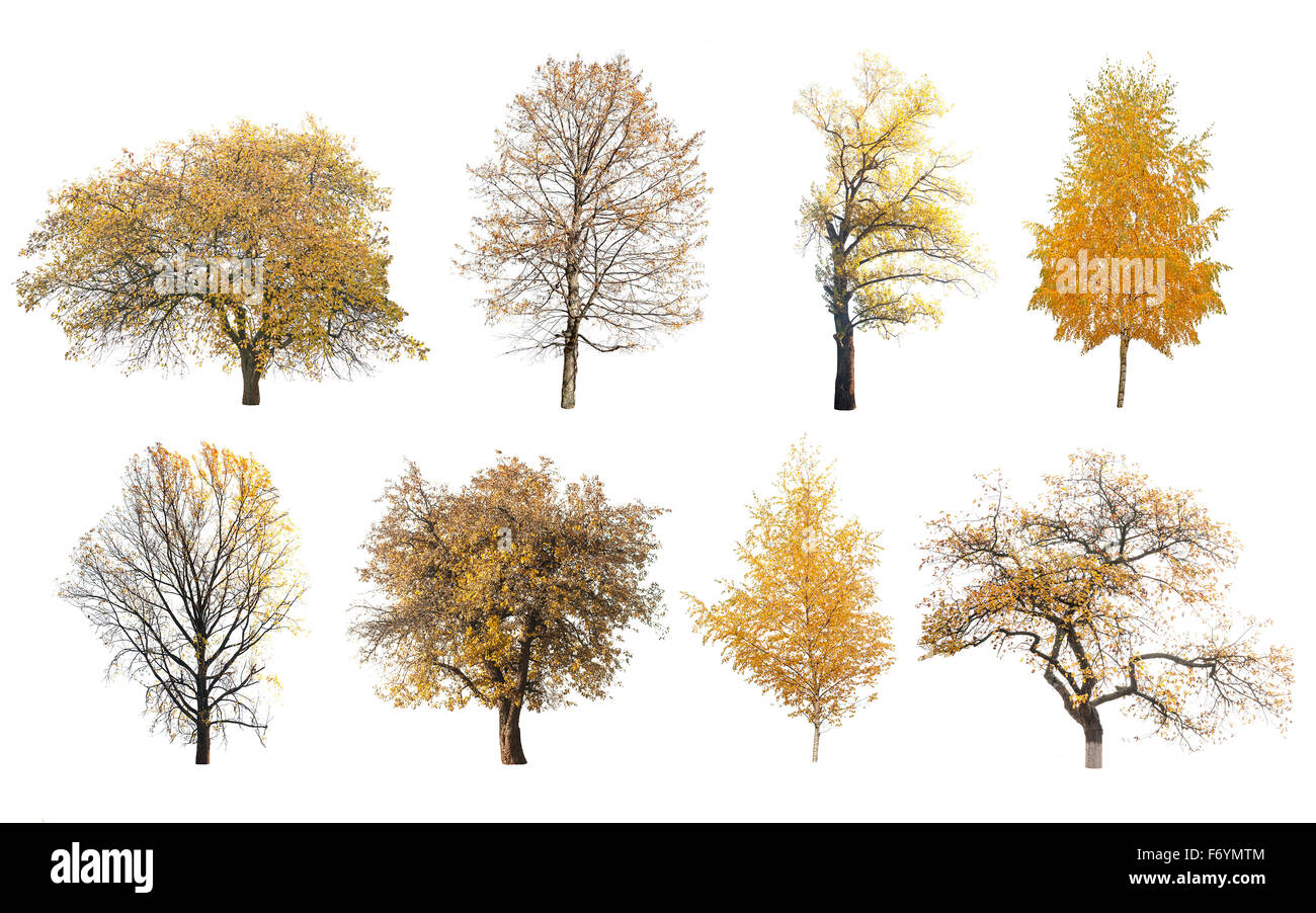 autumn trees isolated on white background Stock Photo - Alamy