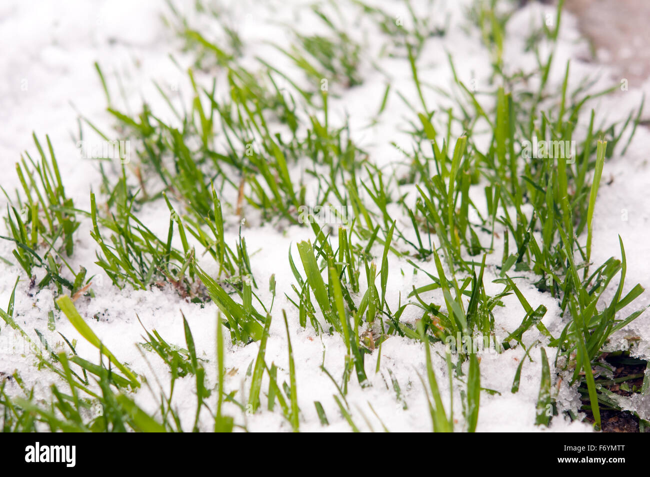 Green grass and white snow hi-res stock photography and images - Alamy