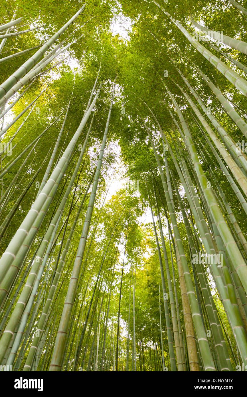 Bamboo forest in Tokyo Stock Photo - Alamy