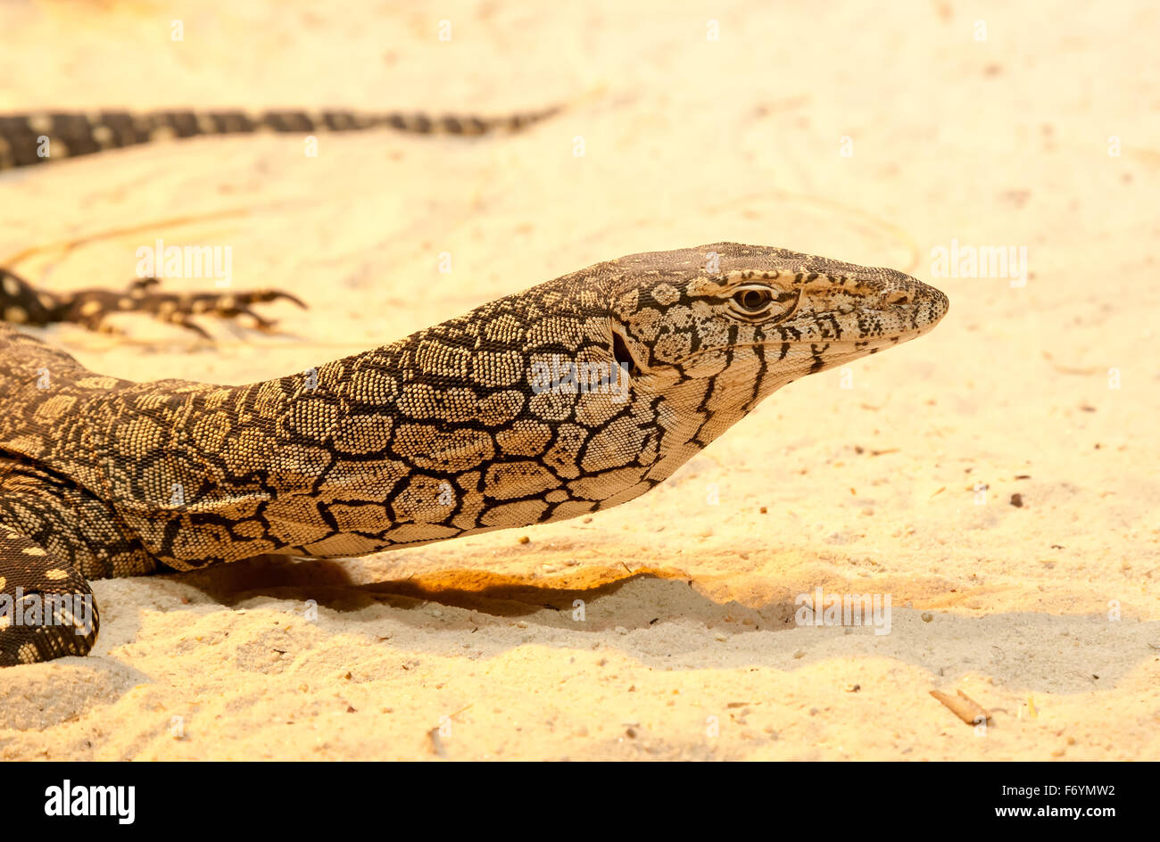 Lizards in Sydney Zoo Stock Photo - Alamy