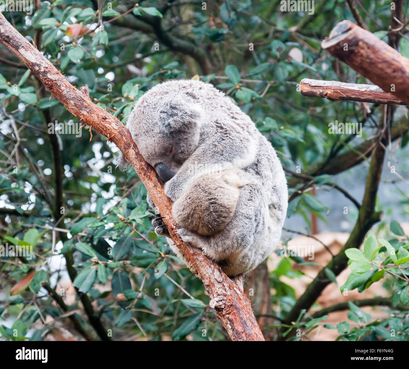Koala Bear Australia Marsupial Koalas Australia Stock Photo - Alamy