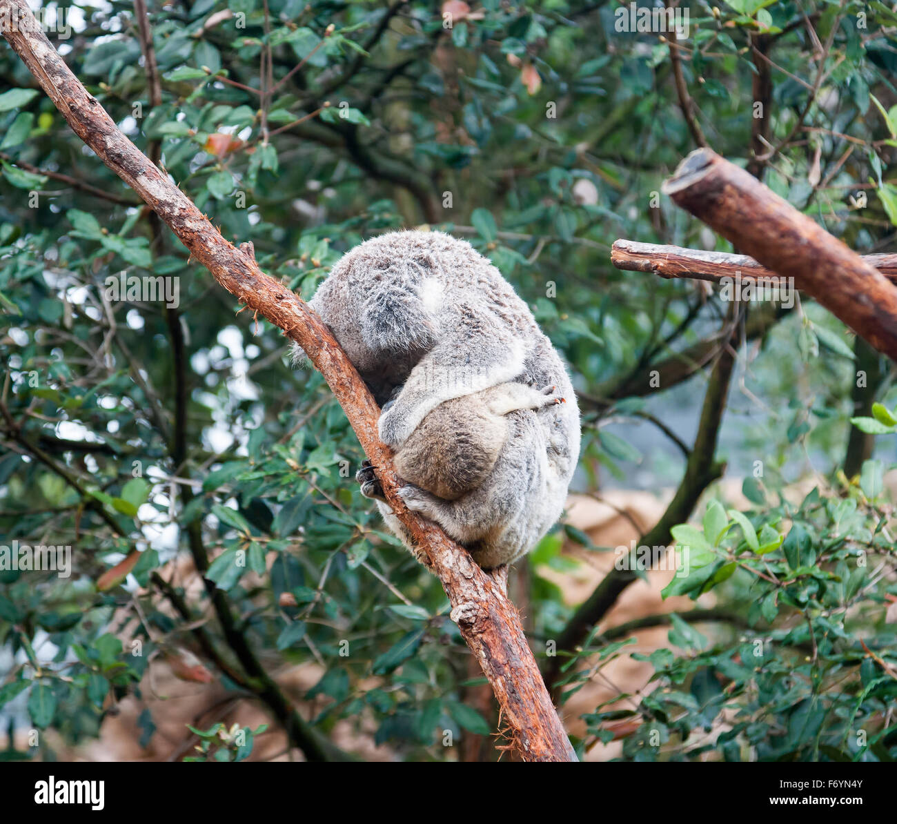 Koala Bear Australia Marsupial Koalas Australia Stock Photo - Alamy