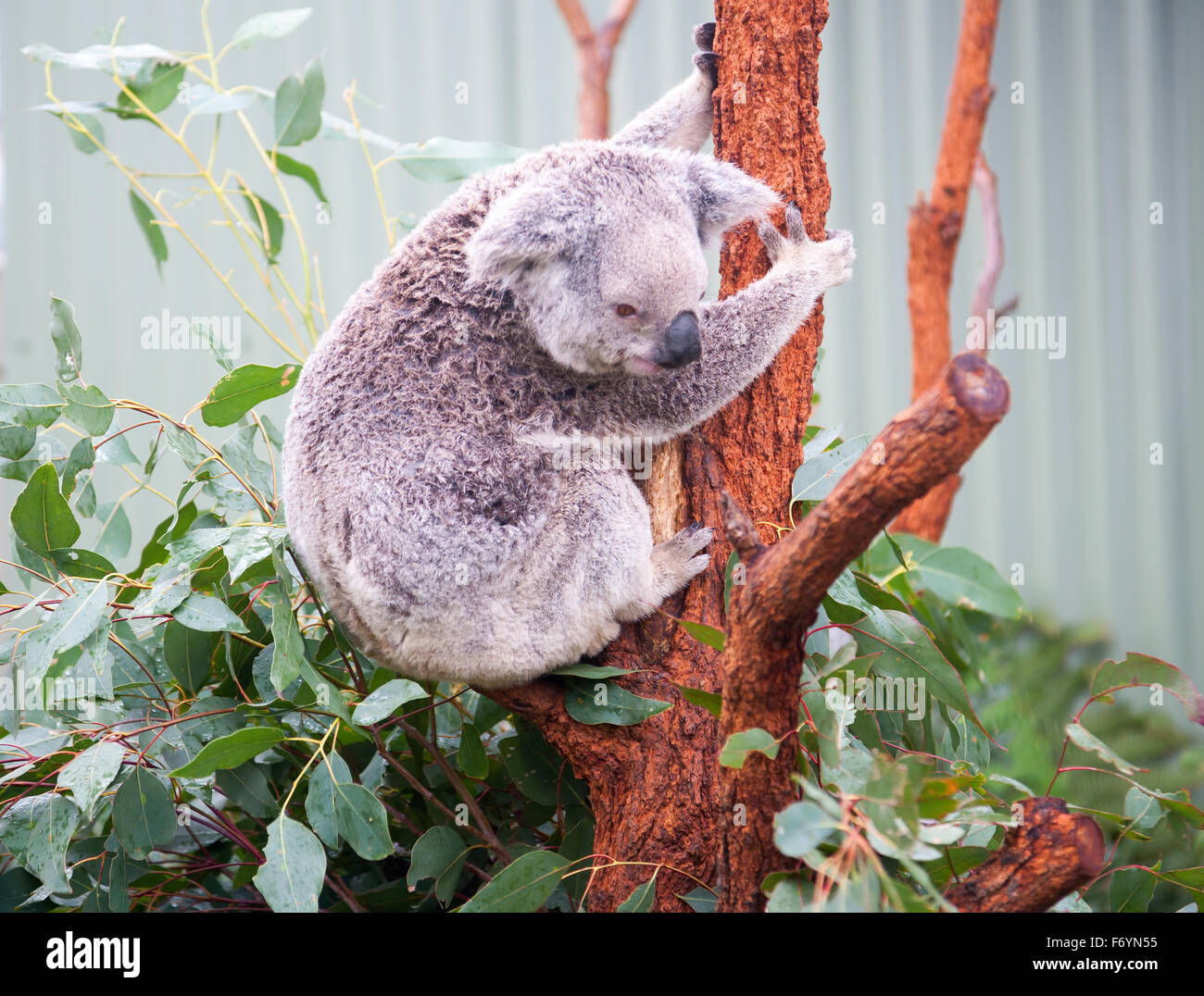 Koala Bear Australia Marsupial Koalas Australia Stock Photo - Alamy