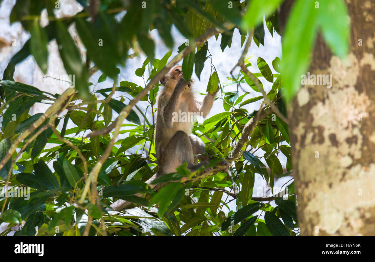 Monkey inside trees Stock Photo - Alamy