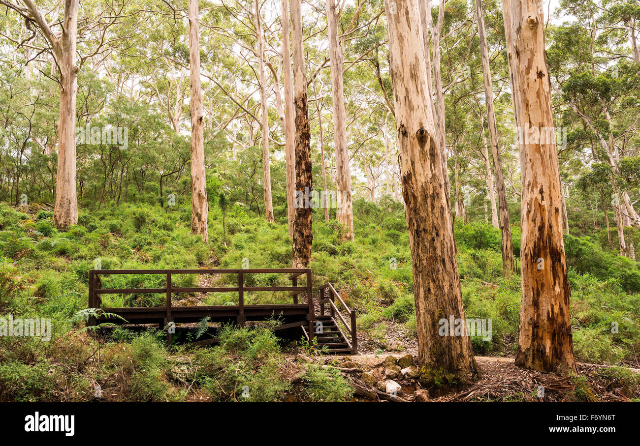 Karri Trees, Western Australia Stock Photos & Karri Trees, Western ...