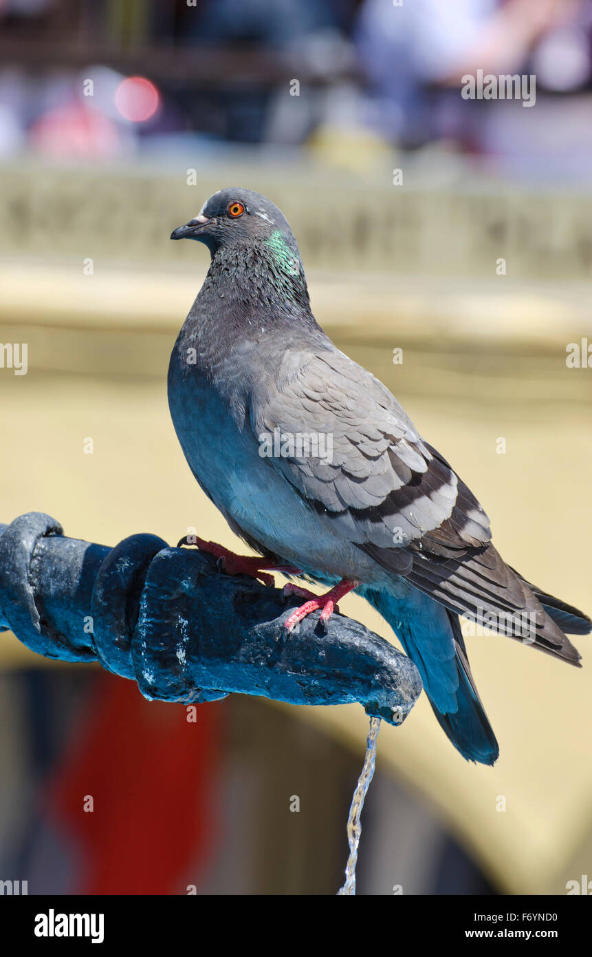 Rock dove sitting on a public water tap in city square Stock Photo - Alamy