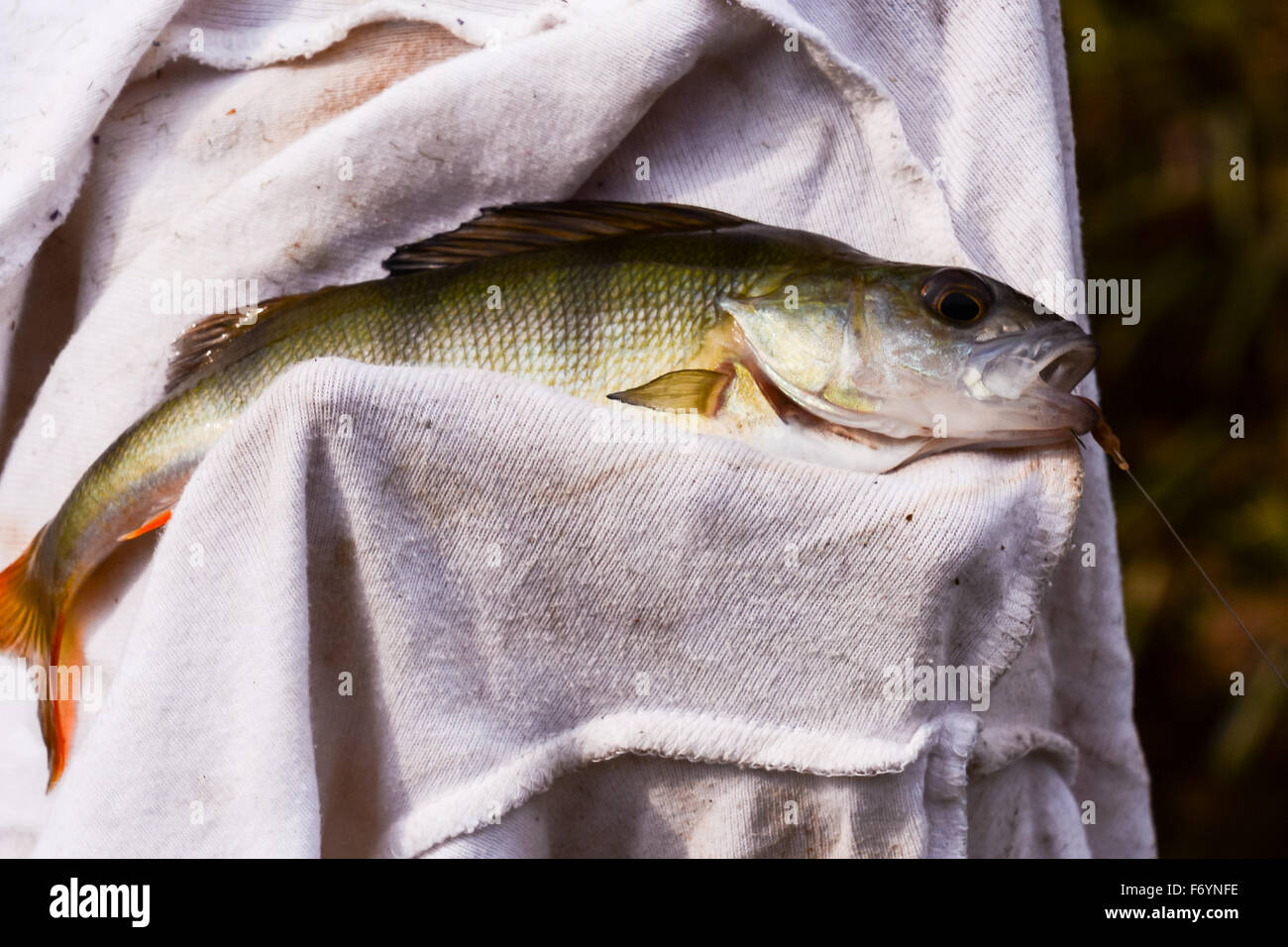 Fish Catched by a Fisherman Stock Photo - Alamy