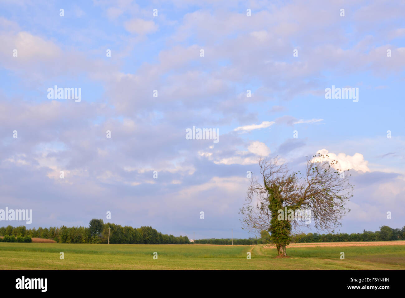 big tree in meadow Stock Photo - Alamy