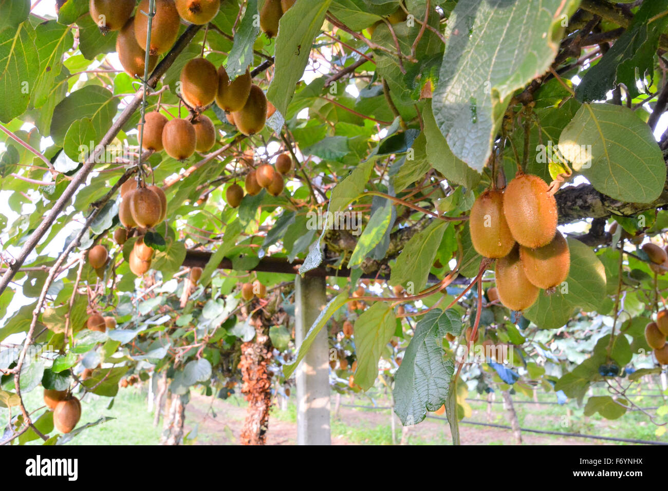 Kiwi Fruit Plantaion Tree Stock Photo - Alamy