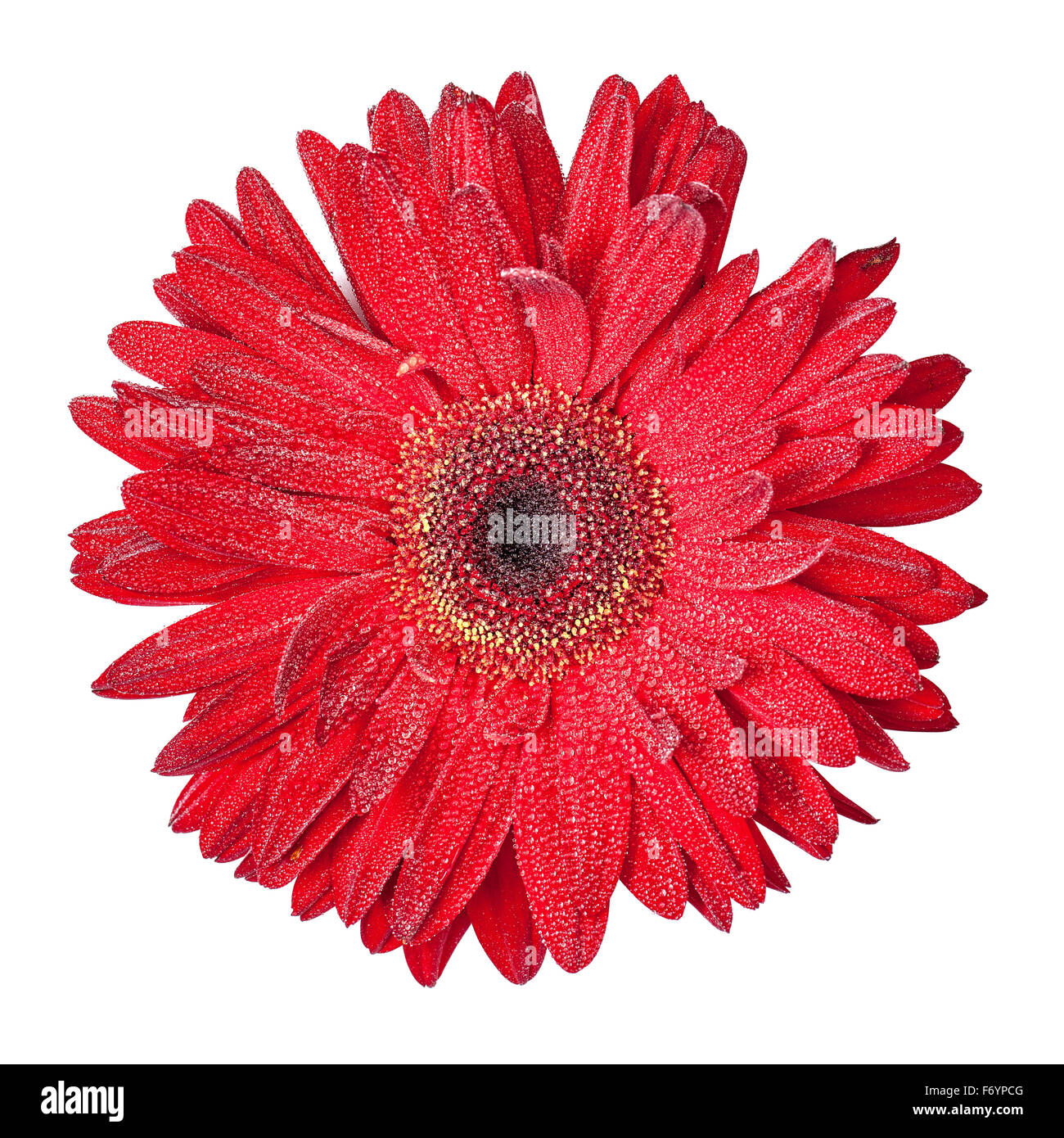 Red Gerbera Flower Isolated, on a white background Stock Photo - Alamy
