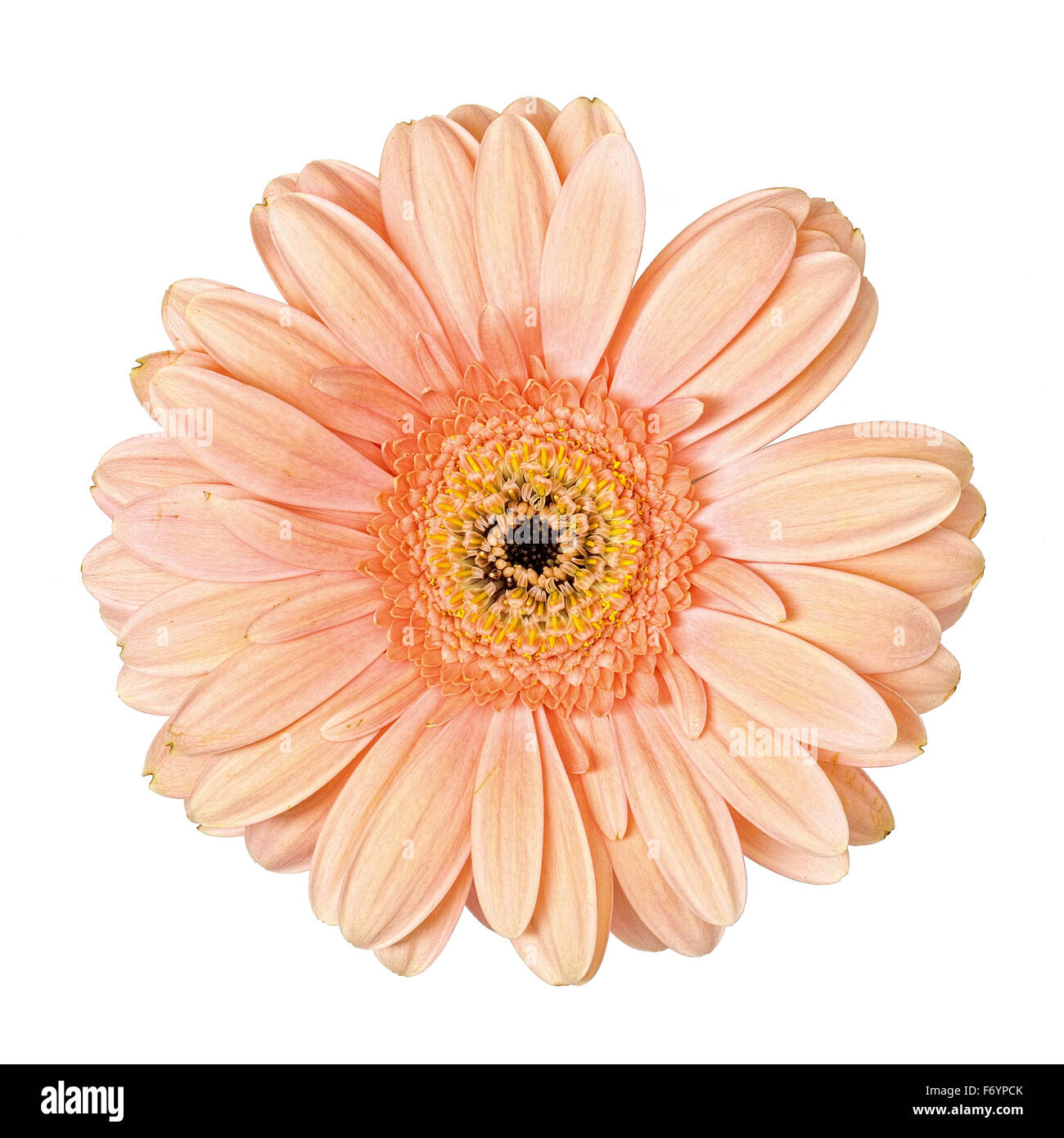 Light Pink Gerbera Flower Isolated, on a white background Stock Photo ...