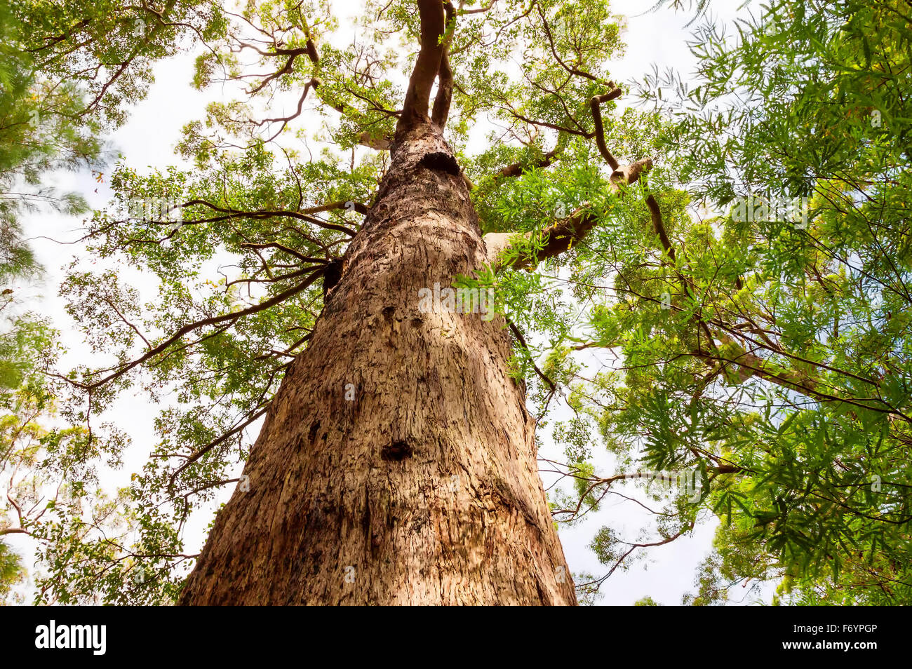Karri Trees Boranup Western Australia in Margaret River Region Stock ...