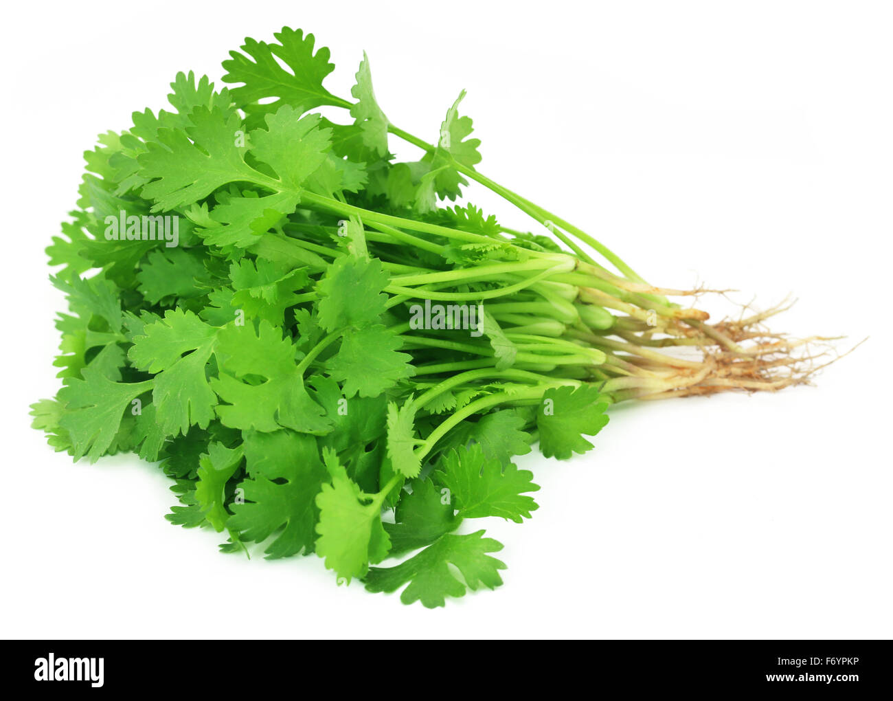 Bunch of fresh coriander leaves over white background Stock Photo - Alamy