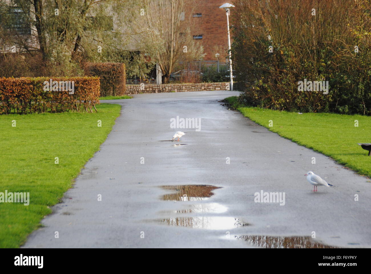 Rainy pathway hi-res stock photography and images - Alamy