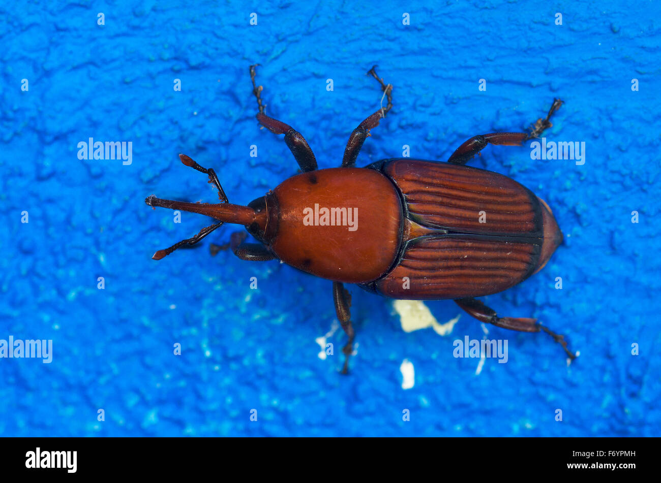 Red Palm Weevil overview over blue - Rhynchophorus ferrugineus Stock ...