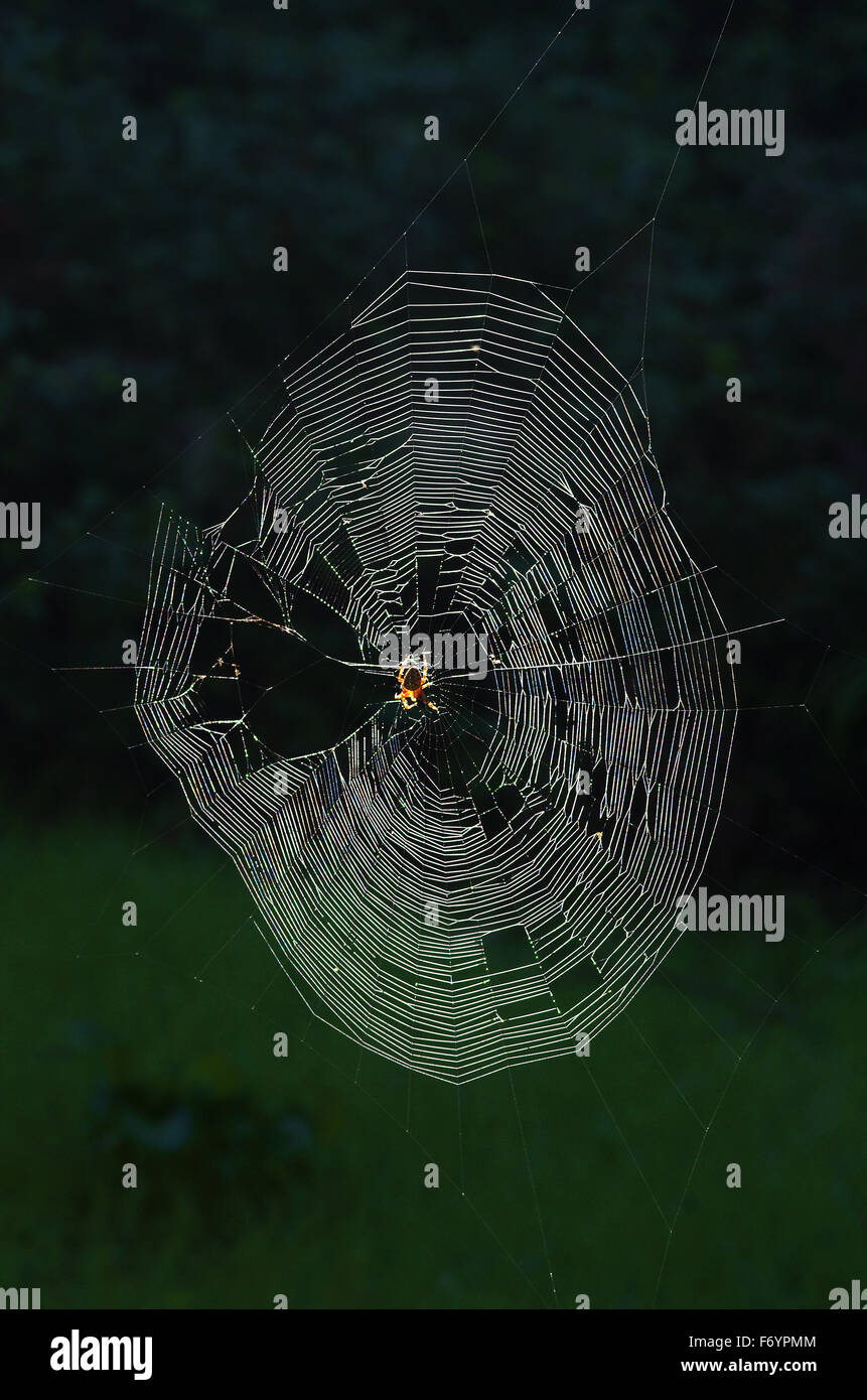 Garden-Spider Orb web lit by the sun Stock Photo - Alamy