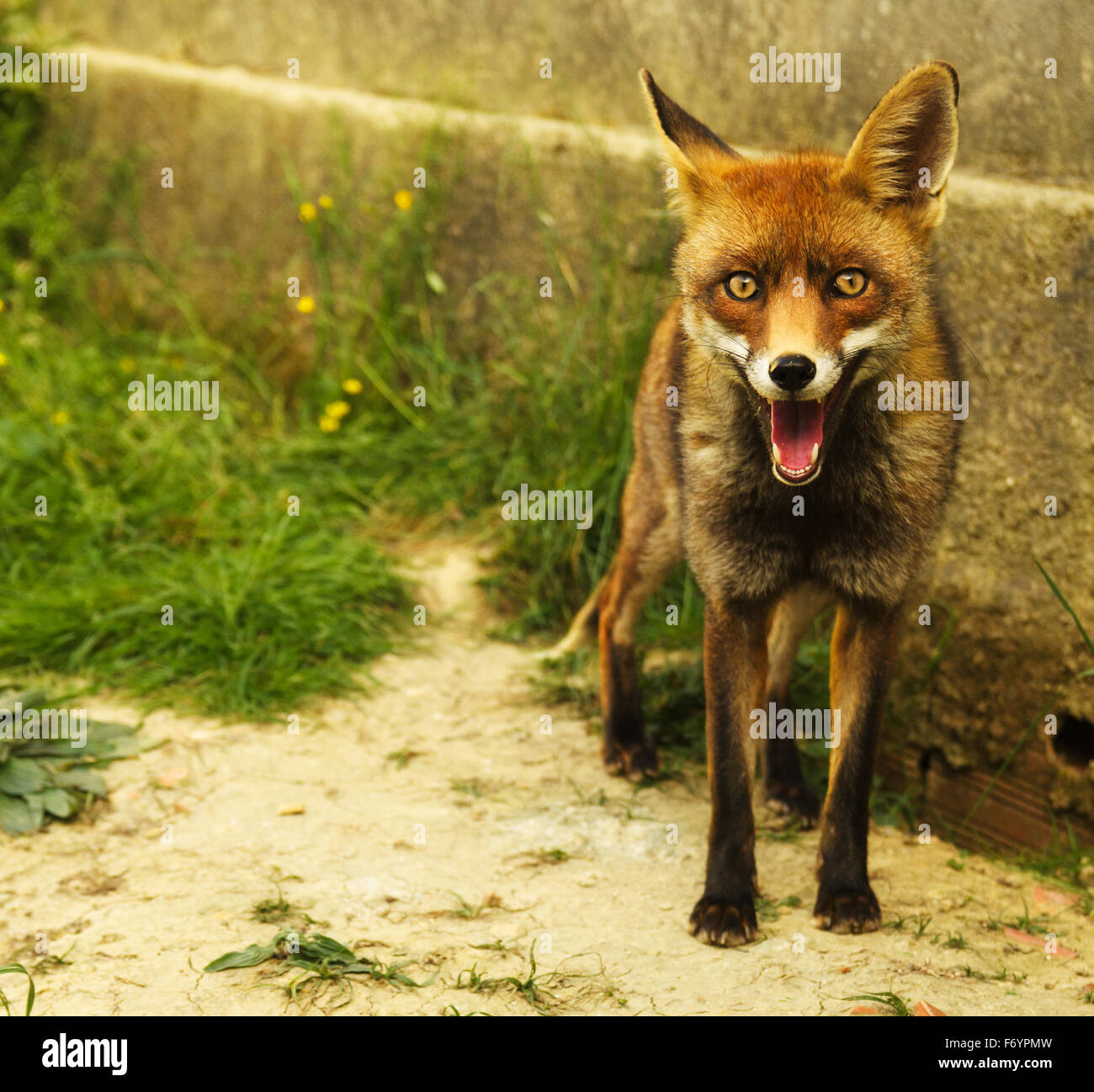Red fox standing hi-res stock photography and images - Alamy