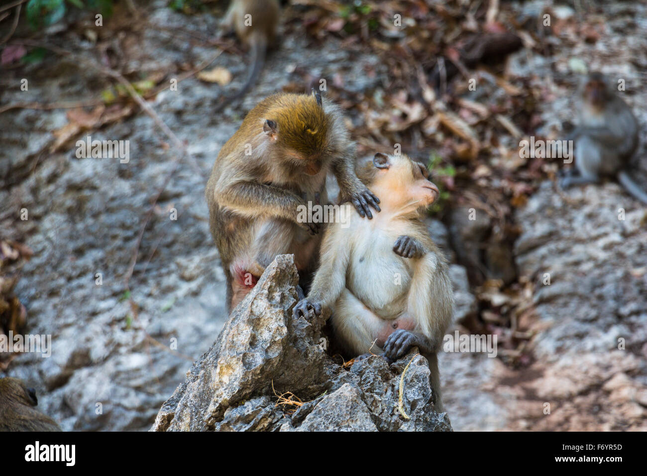 Monkey helping hi-res stock photography and images - Alamy