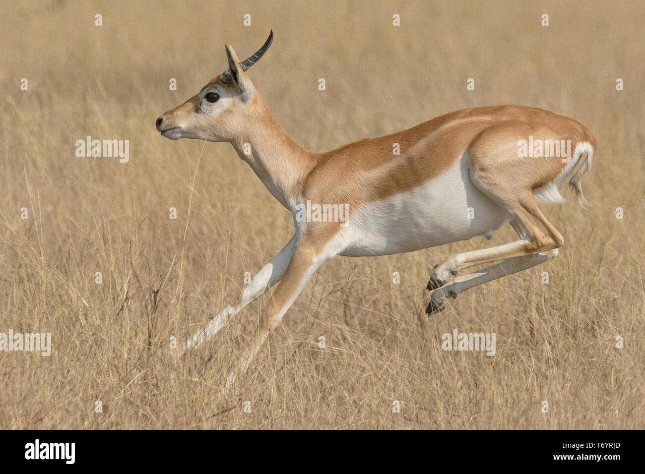 Blackbuck (Antilope cervicapra) leaping at velavadar national park ...