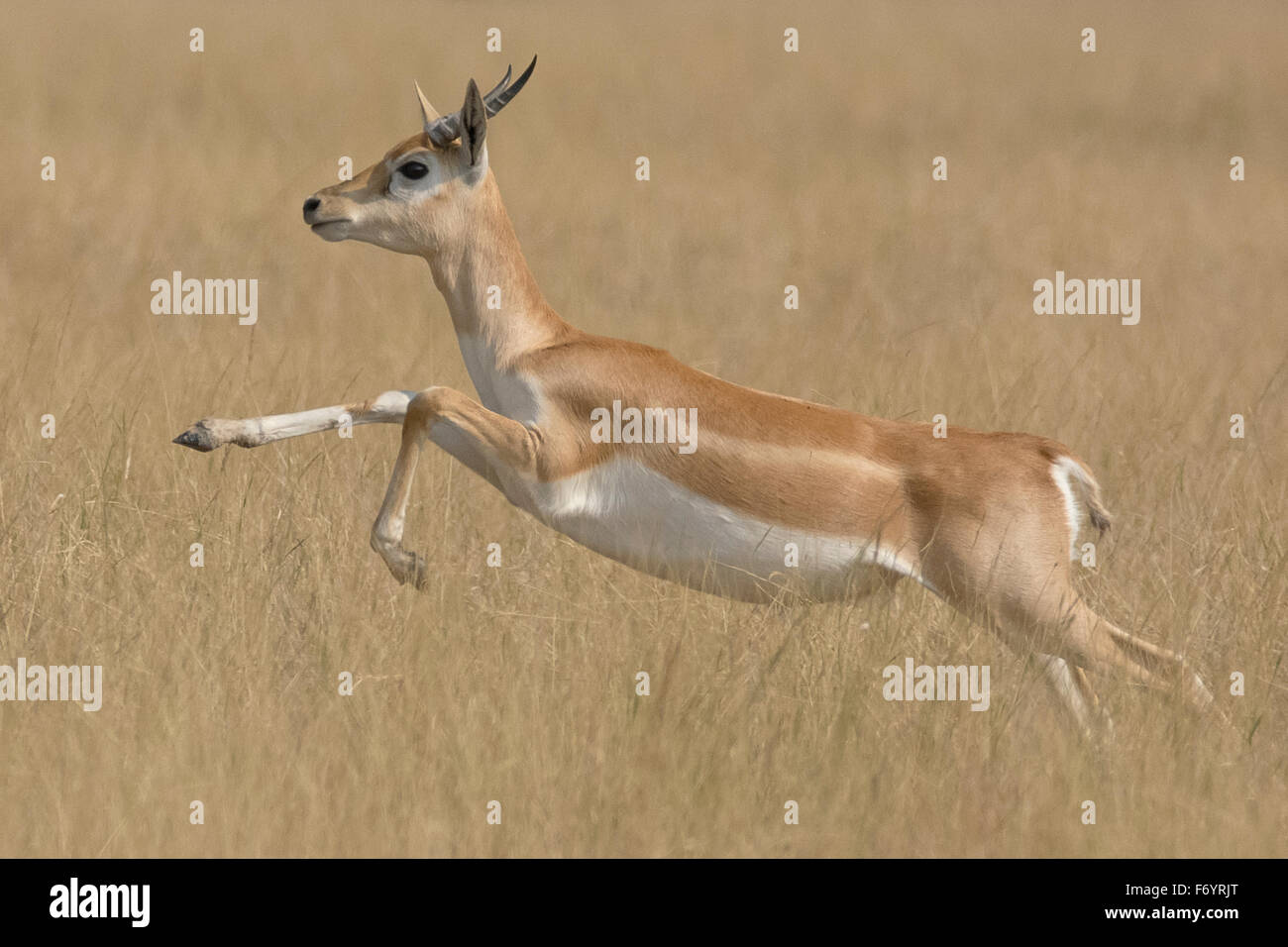 Blackbuck (Antilope cervicapra) leaping at velavadar national park ...