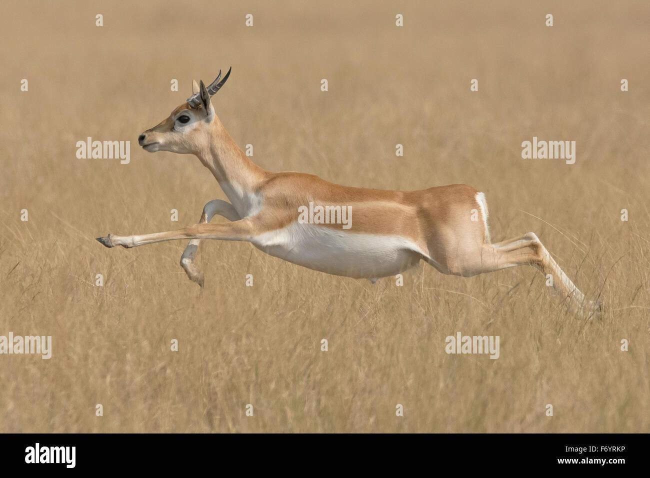 Blackbuck (Antilope cervicapra) leaping at velavadar national park ...
