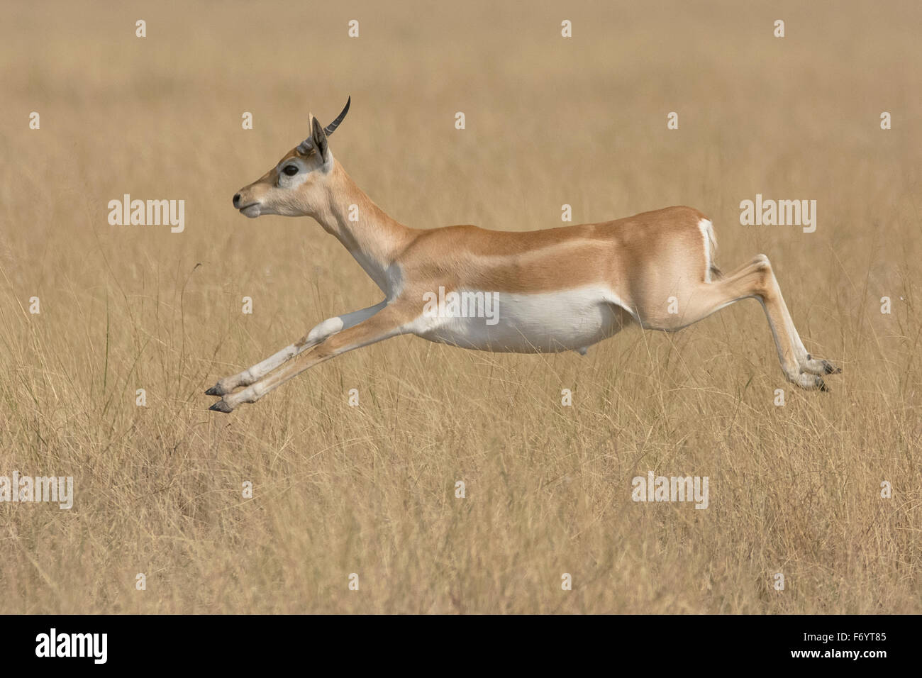 Blackbuck jumping hi-res stock photography and images - Alamy