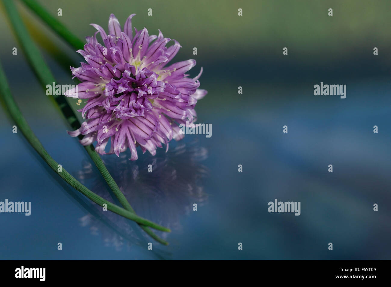 Chive Field High Resolution Stock Photography and Images - Alamy