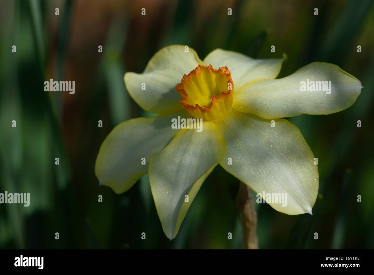 A fresh narcissus flower in springtime Stock Photo - Alamy
