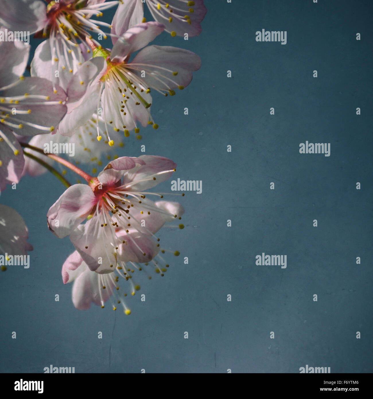 Header spring hi-res stock photography and images - Alamy