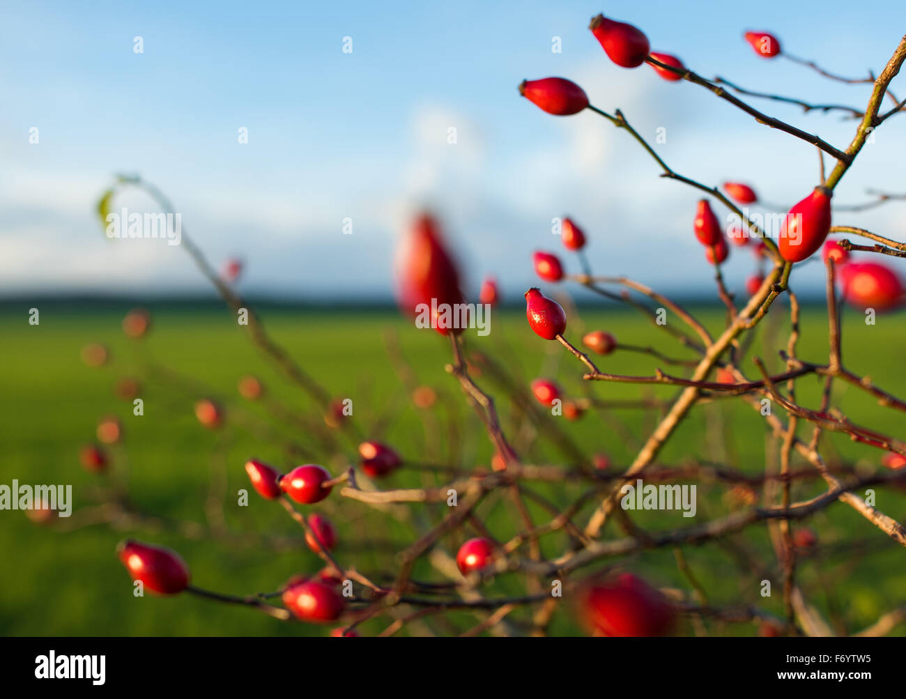 Lietzen, Germany. 21st Nov, 2015. Rosehips blaze red on a branch at the ...