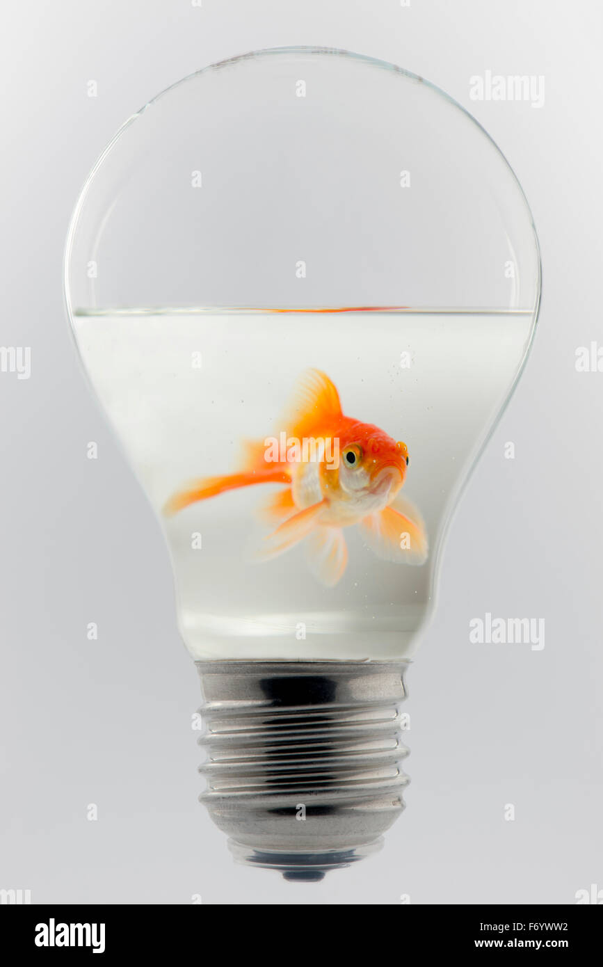 A goldfish hi-res stock photography and images - Alamy