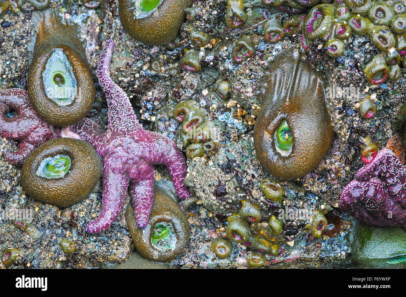 Starfish on rock hi-res stock photography and images - Alamy