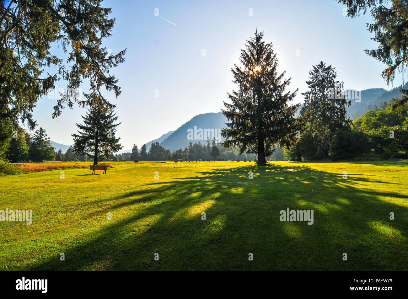 Picture of a landscape with big pine trees in the frond and the ...