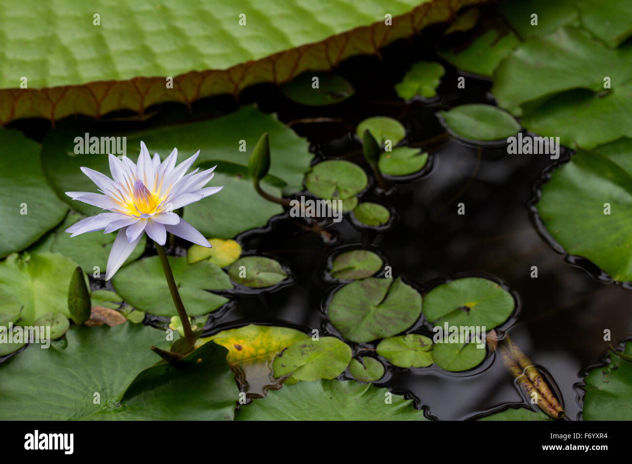 Pamela green hi-res stock photography and images - Alamy