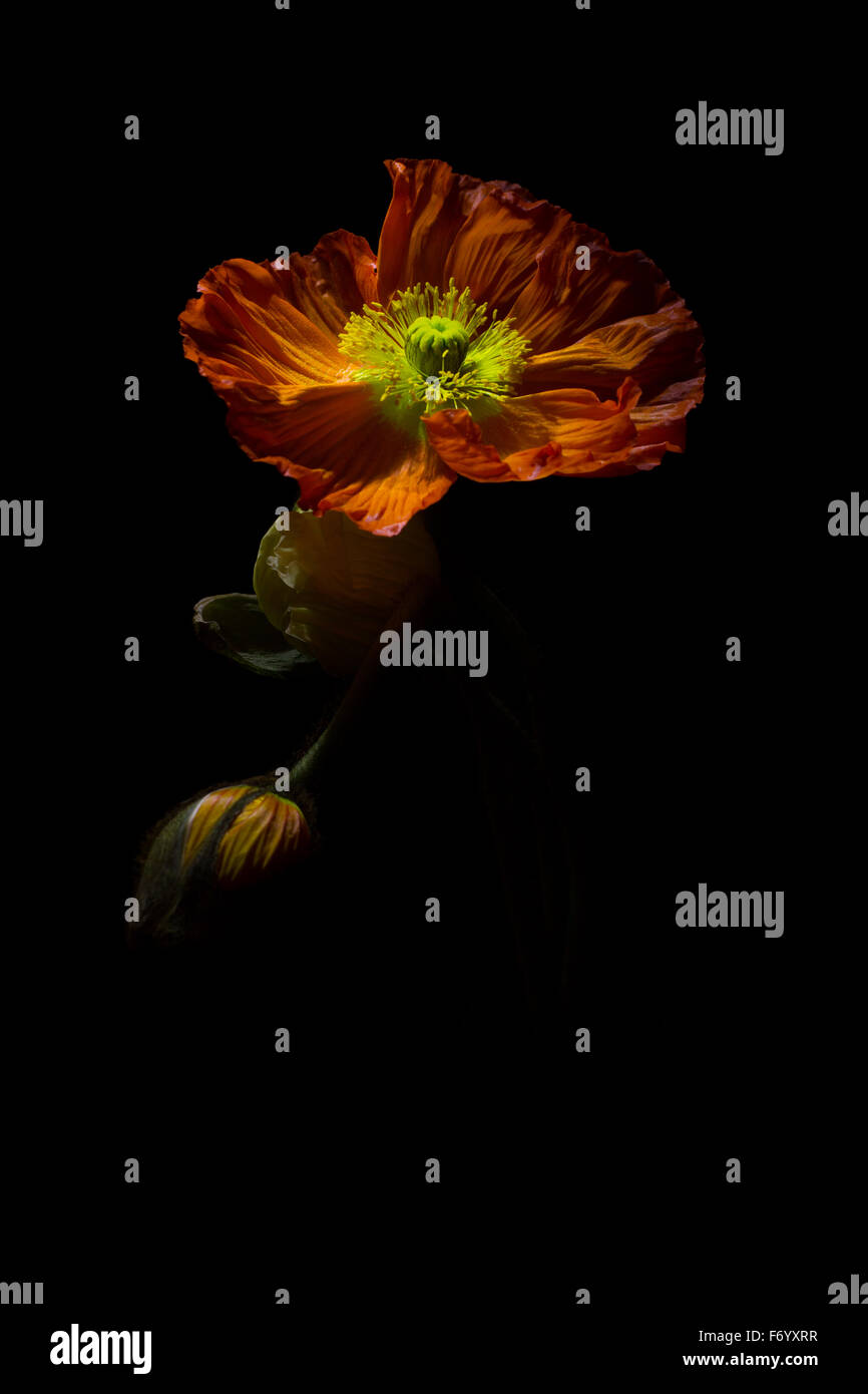 Poppy flower hi-res stock photography and images - Alamy