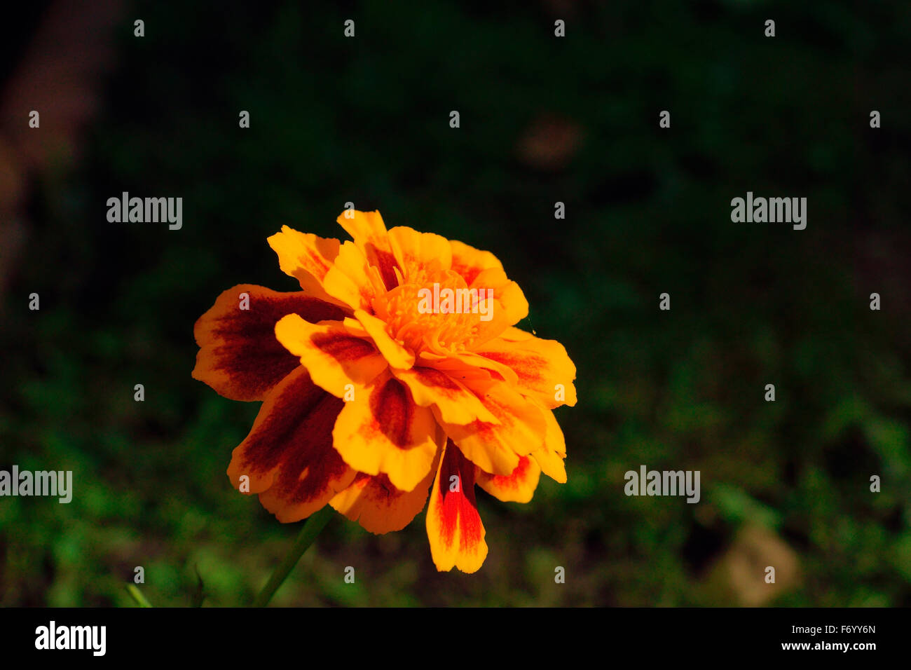 MARIGOLD INTO SUNSET Stock Photo - Alamy