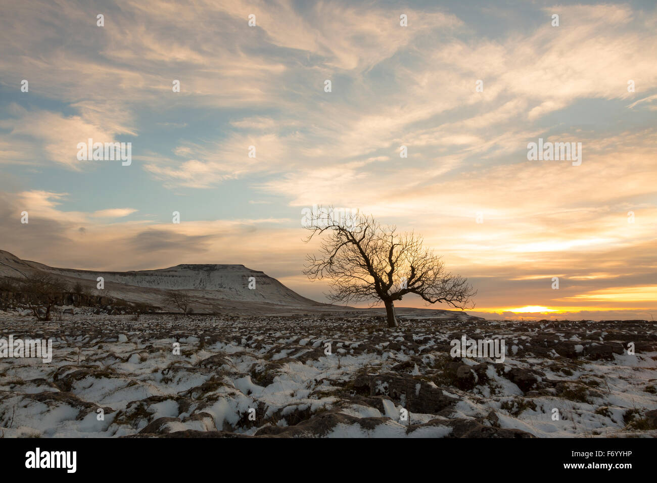 A lone tree on a snow covered limestone pavement with Ingleborough ...