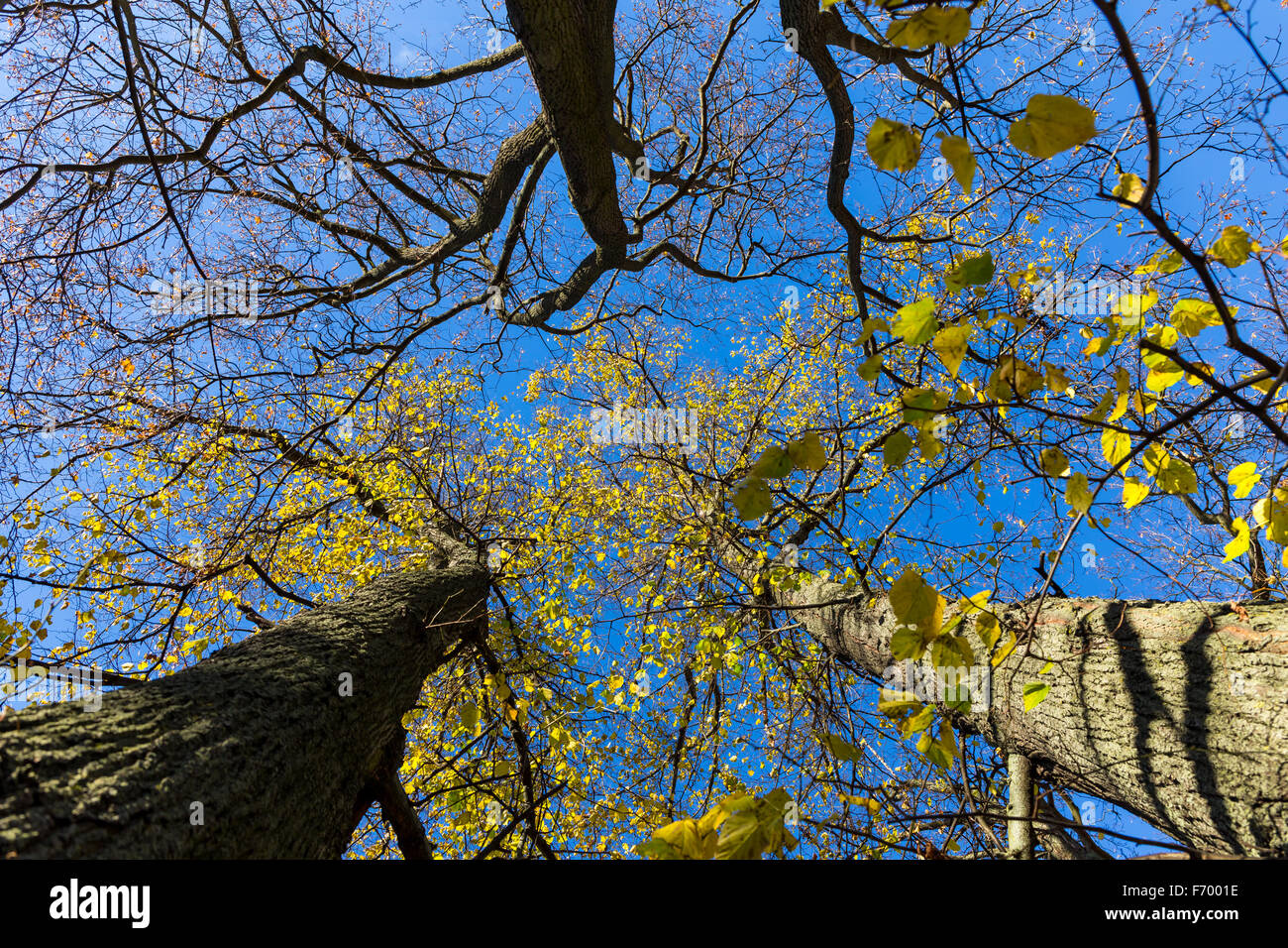 Vibrant colored treetop in front of blue sky at autumn time Stock Photo ...
