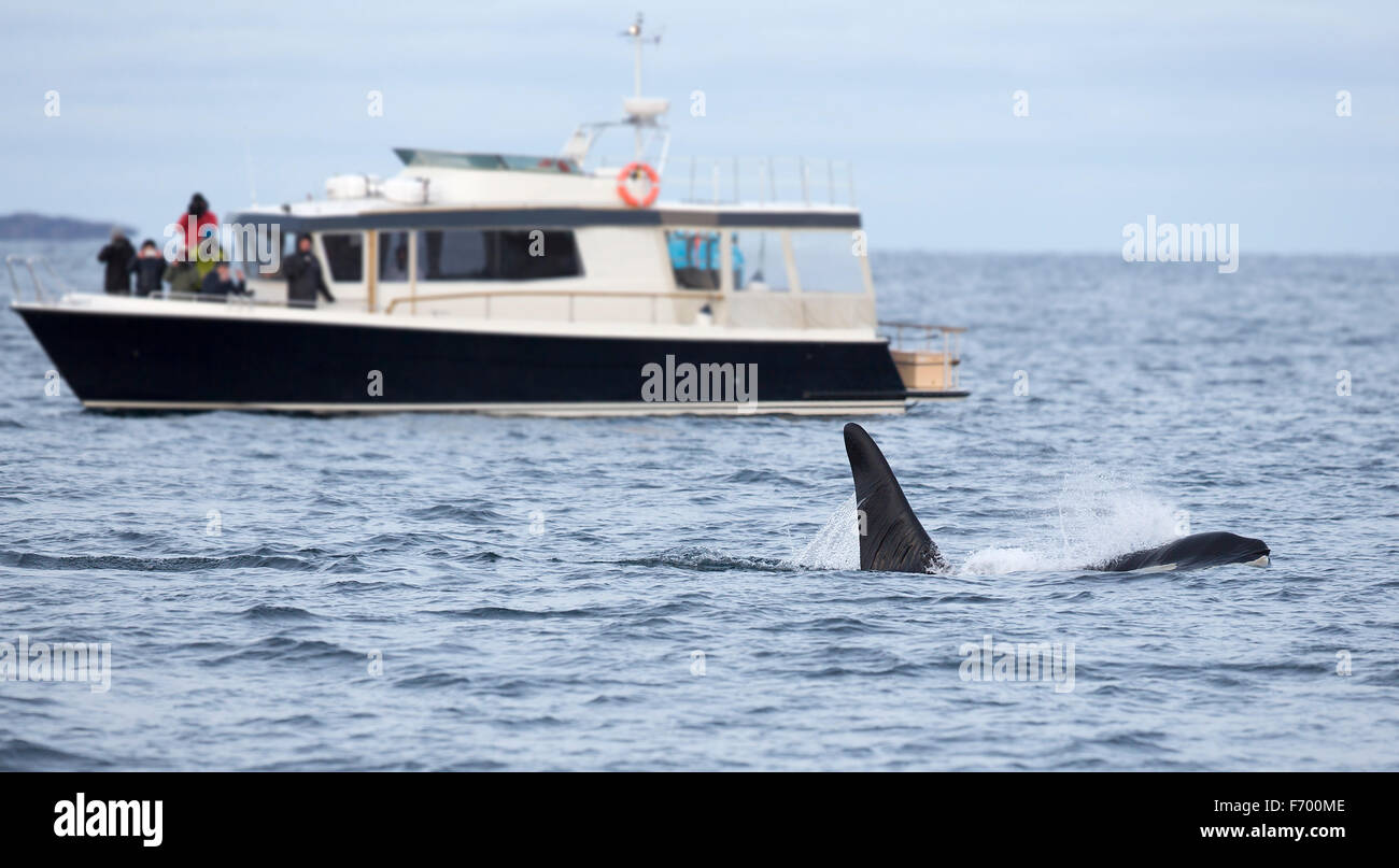 Whale safari on rib boat in the arctic environment Stock Photo - Alamy