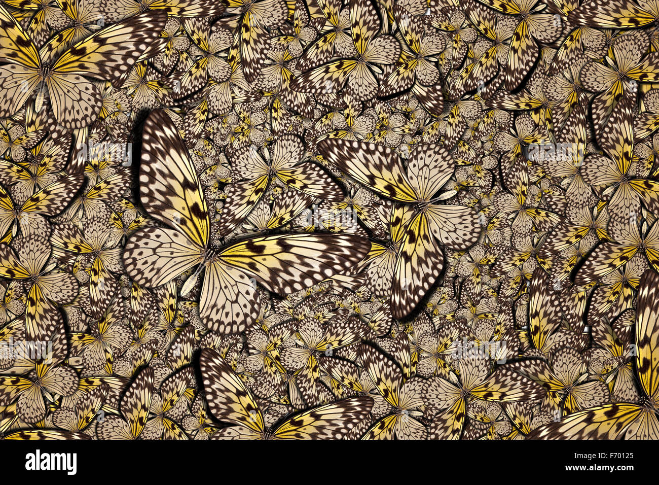 beautiful background with lot of different butterflys Stock Photo - Alamy