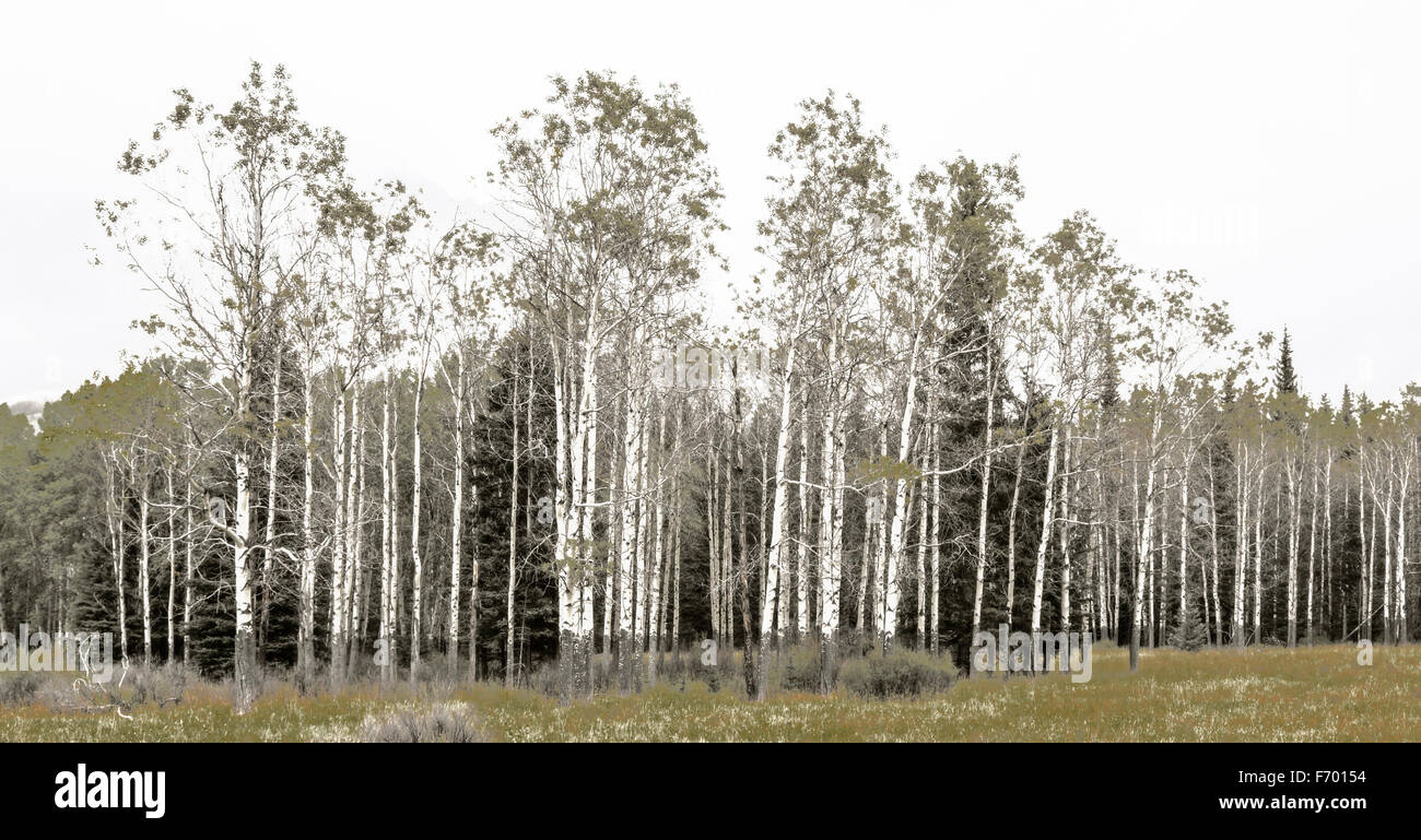 Populus tremuloides, Aspen trees in Banff National Park, a UNESCO World ...