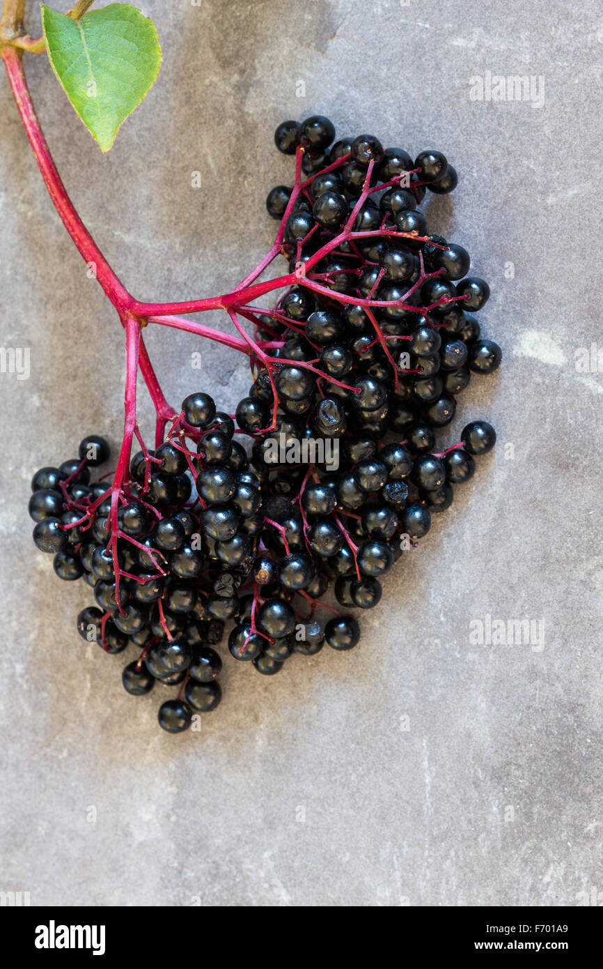 Corymb on slate hi-res stock photography and images - Alamy