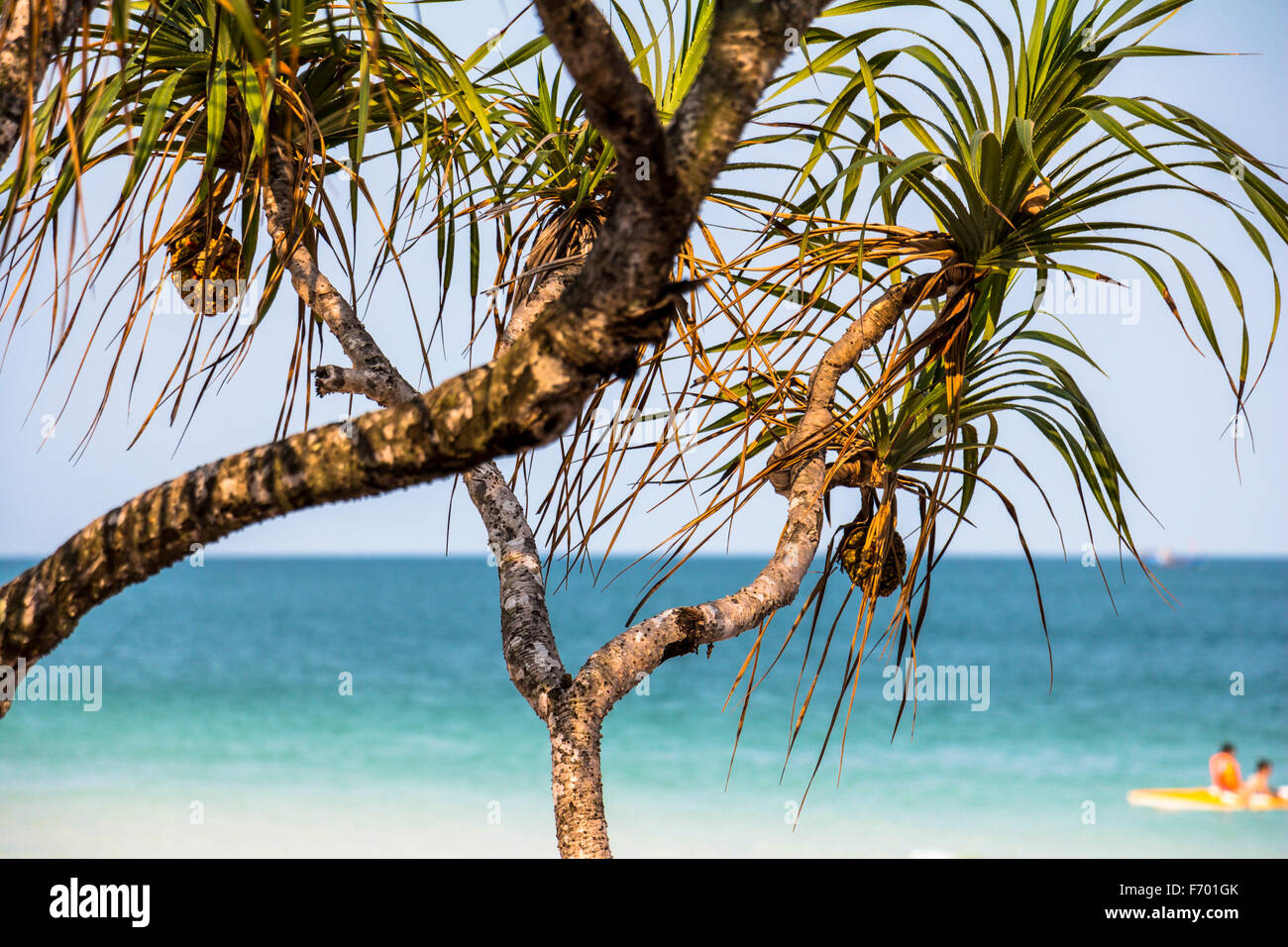 Small beautiful lagoon palm trees hi-res stock photography and images ...