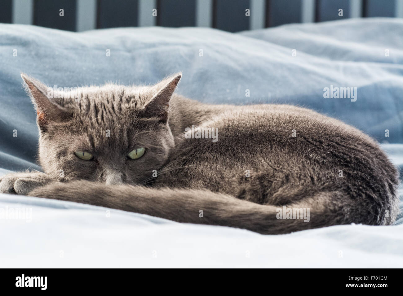 Cat laying down hi-res stock photography and images - Alamy