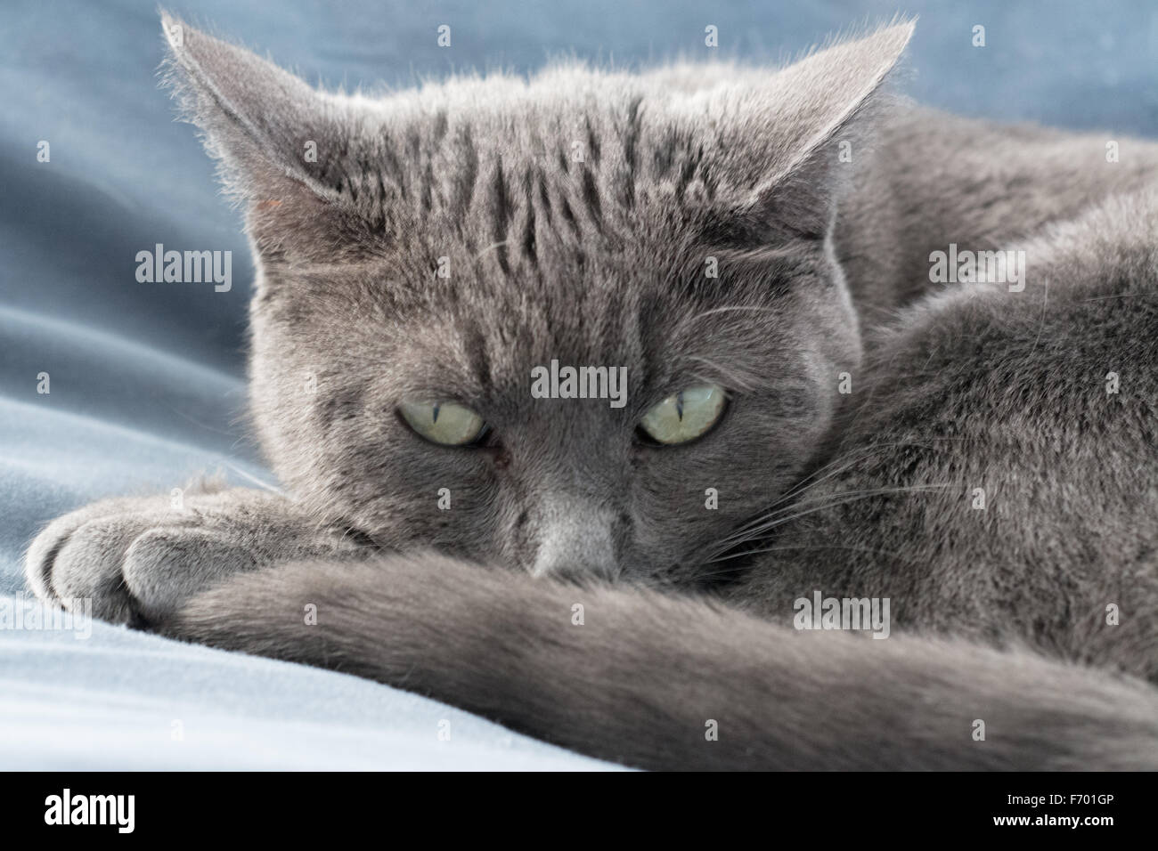 Cat stare down hi-res stock photography and images - Alamy